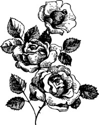 Roses Vector Images (over 270,000)