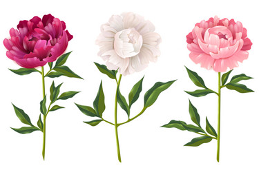 Free Peonies Vector Images (over 1,700)