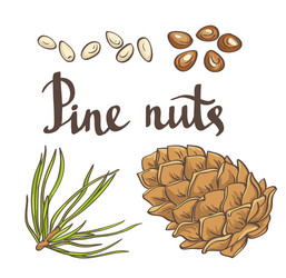 Logo for pine nuts Royalty Free Vector Image - VectorStock
