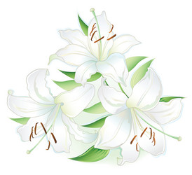 Lilly Vector Images (over 3,000)