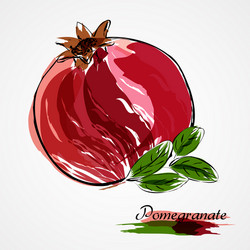 Pomegranate with leaves fresh fruit drawing Vector Image