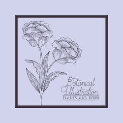 Rosal Flower Vector Images (over 170)