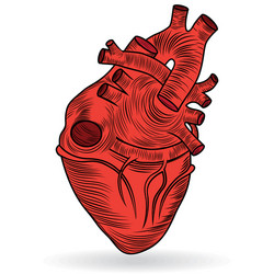 Heart Human Anatomy Vector Images (over 17,000)