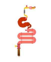 Metal digestive tract iron stomach and intestines Vector Image