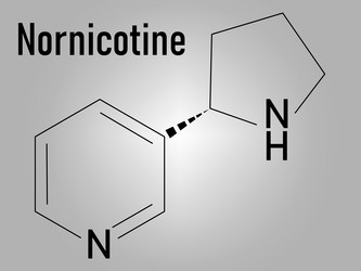 Nornicotine alkaloid molecule skeletal formula Vector Image