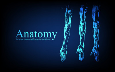 3D Human Wireframe Blueprint Royalty Free Vector Image