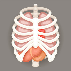 Realistic human skeleton rib cage cartoon Vector Image