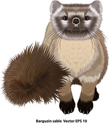 Sable Vector Images (over 1,200)