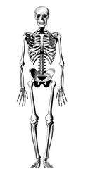 Human skeleton full length and full face Vector Image