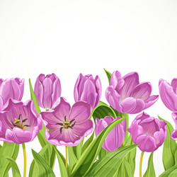 Tulips bouquet seamless border composition Vector Image