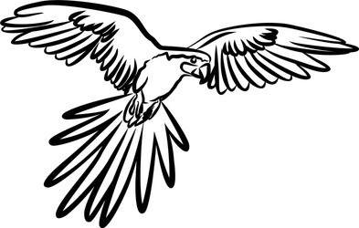 Cockatoo parrot flying with wings spread outline Vector Image