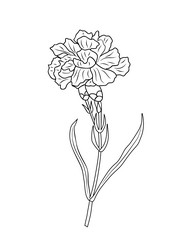 Carnation flower line art drawing isolated Vector Image