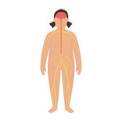 Nervous System Cartoon Vector Images (over 1,000)