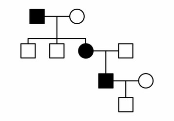 Family Tree Genealogy Diagram Vector Images (54)