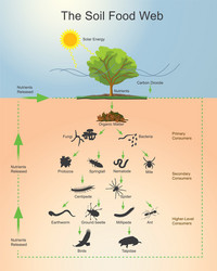Diagram showing food web in rainforest Royalty Free Vector
