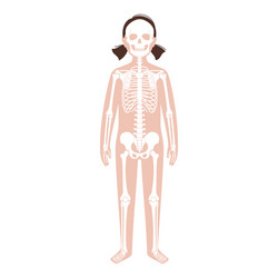 Obese skeleton anatomy Royalty Free Vector Image