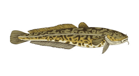 Color pike fish hand drawn colorful pickerel Vector Image