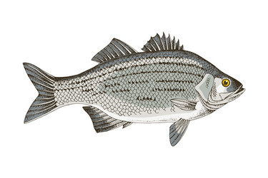 White bass silver or sand Royalty Free Vector Image