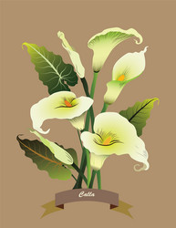 Calla Vector Images (over 2,600)