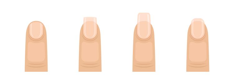 Female finger with nail form and shapes set Vector Image