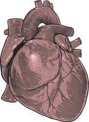 Heart Human Anatomy Vector Images (over 17,000)