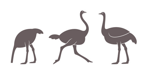Ostrich Vector Images (over 6,500)
