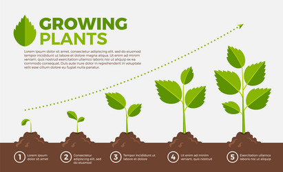 Growing Plant Steps Vector Images (over 840)