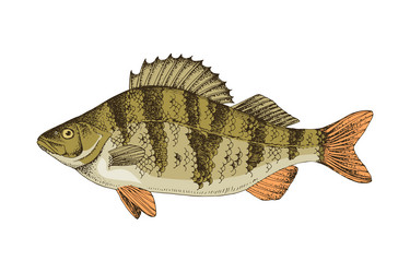 Perch Royalty Free Vector Image - VectorStock