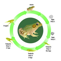 Water Life Cycle Vector Images (over 850)
