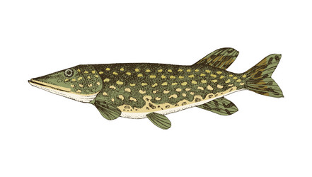 Northern pike also known as simply pike Royalty Free Vector
