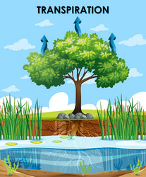 Transpiration Vector Images (over 430)