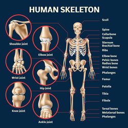 Realistic human bones 3d anatomical skeleton Vector Image