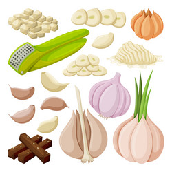 Realistic garlic peeled cloves and slices Vector Image