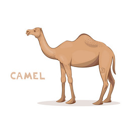 Walking camel isolated Royalty Free Vector Image