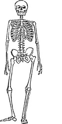 Skeleton structure back and front view human Vector Image