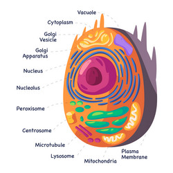 Lysosome In Plant Cell