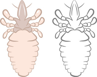 Lice Vector Images (over 490)