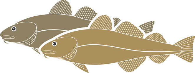 Atlantic cod Royalty Free Vector Image - VectorStock