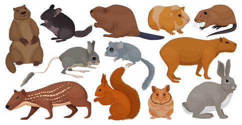 Species of rodents outline set icon isolated Vector Image