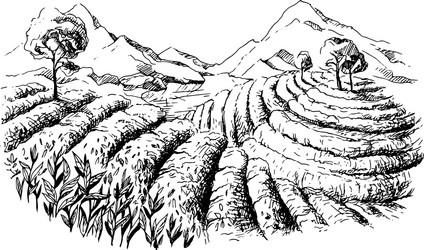 Tea plantation landscape Royalty Free Vector Image