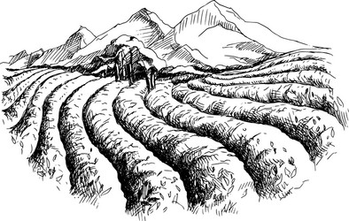 Plantation Vector Images (over 20,000)