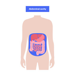 Abdominal cavity poster Royalty Free Vector Image