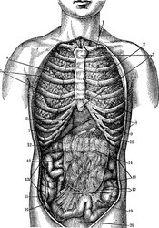Anatomy Drawing Vector Images (over 28,000)