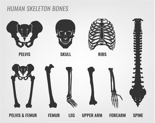 Skeleton structure back and front view human Vector Image