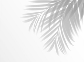 Palm shadow background overlay on transparent Vector Image