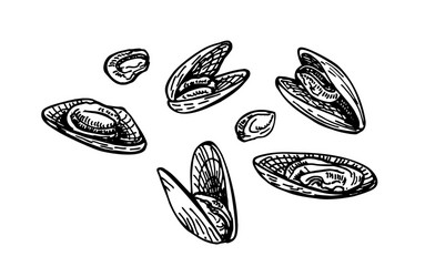 Mussels Drawing Vector Images (over 1,800)