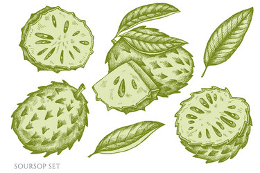 Soursop pattern Royalty Free Vector Image - VectorStock