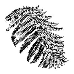 Silver Fern Vector Images (over 7,800)