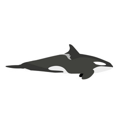 Orcinus orca - killer whale - type b1 male Vector Image