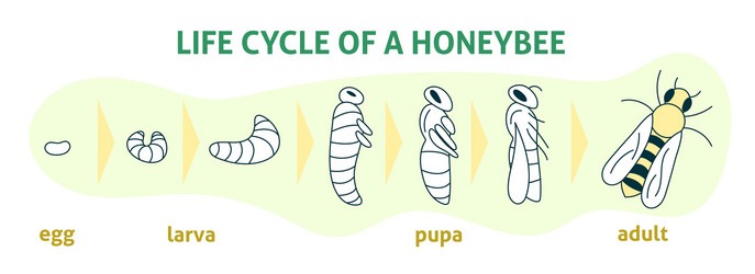 Cartoon bee life cycle development process from Vector Image